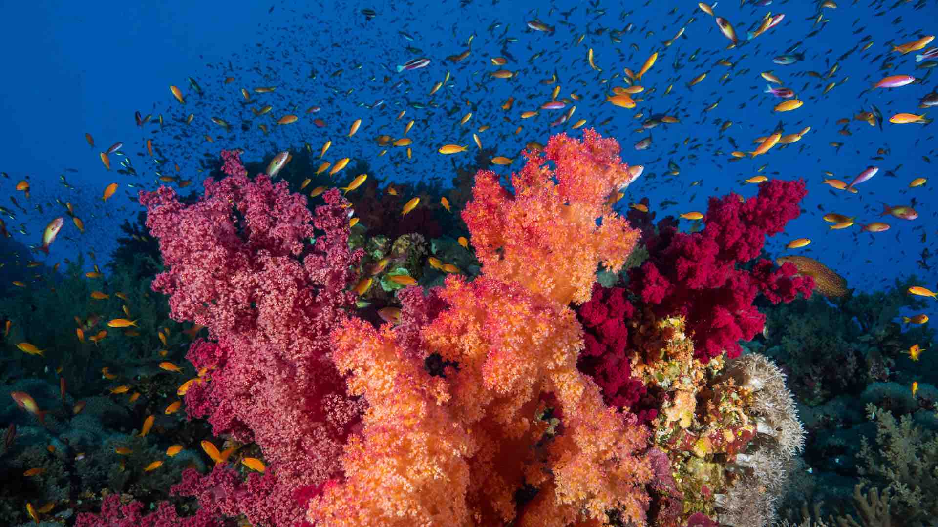 Great Barrier Reef faces major coral bleaching crisis - Kuwait Insights